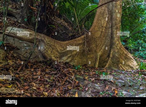 Tree Root Systems Stock Photo Alamy