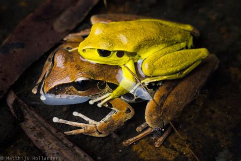 A Deadly Disease Has Driven 7 Australian Frogs To Extinction But This