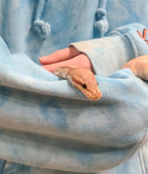 Adopted Python Regius Ball Python Cream Soda Pytregi