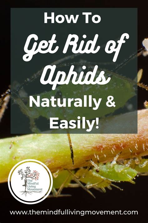 This Is Your Diy Aphid Control Method Get Rid Of Aphids On Houseplants Or Outdoors In Your