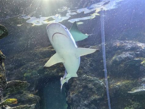 Sea Life Michigan Aquarium Auburn Hills Mi Information Tickets And