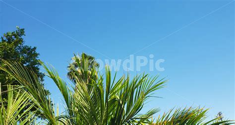 야자 나무 여름 하늘 푸른 사진이미지일러스트캘리그라피 Ttot작가
