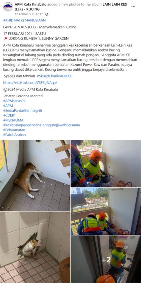 Oyen Cat In Msia Gets Head Trapped In Wall Did The Same Thing 4