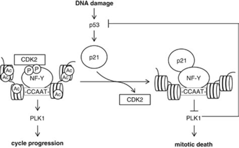 Nf Ya Participates In The Transcriptional Regulation Of Plk1