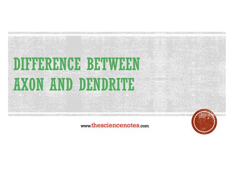 Difference Between Axon And Dendrite Archives The Science Notes
