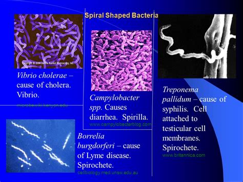 Types Of Spiral Bacteria