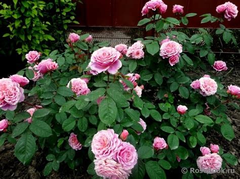 Роза Уильям Кристи Фото И Описание – Telegraph