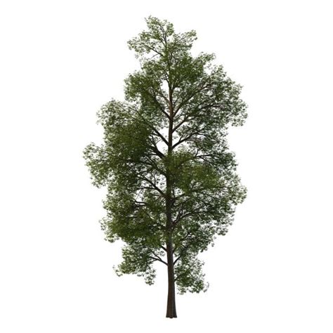 Autocad D Trees Followlasopa