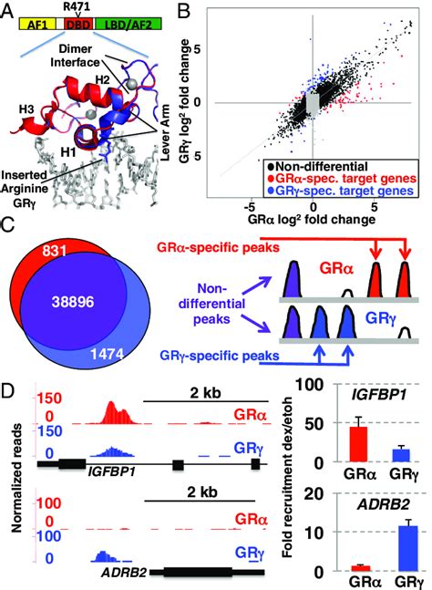 Comparison Of Gene Regulation And Genomic Binding By Grα And Grγ A