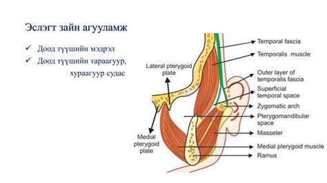 эрүү нүүр орчмын нэвчээс Pdf