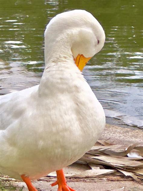 Bashful Duck Photograph By Jamie Ray Smith Fine Art America