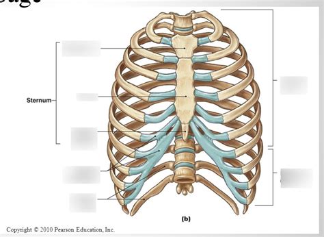 Thoracic Cage Diagram Quizlet