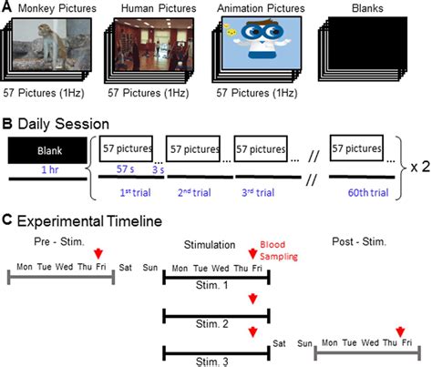 Method Of Visual Stimulation And Experimental Procedure A Contents Download Scientific