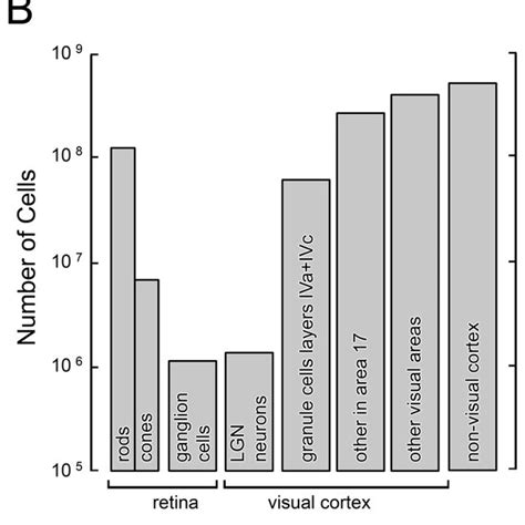 Convergence And Divergence A Example Of Convergence From Download Scientific Diagram