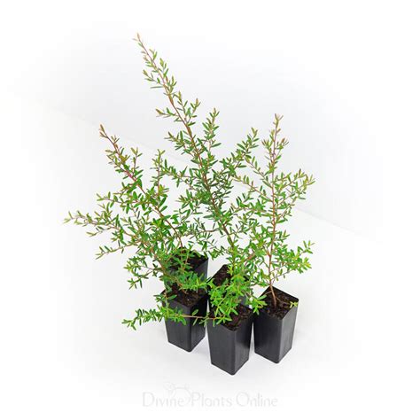 Leptospermum Polygalifolium Divine Plants Online Shop
