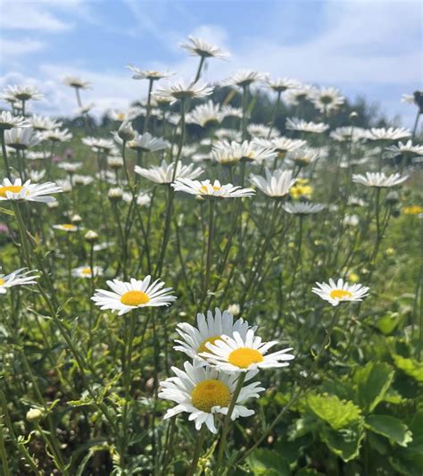 Taking Time To Enjoy The Simple Things 🌷 Last Weekend I Took A Moment… Mackenzie Crump