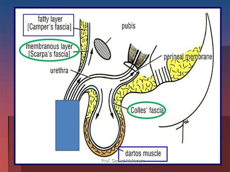 Superficial Fascia Of Anterior Abdominal Wall Campers And 54 Off