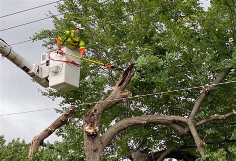 3 Signs Your Trees Are Too Close To Power Lines Cii Central