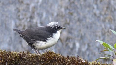 White Capped Dipper Markeisingbirding