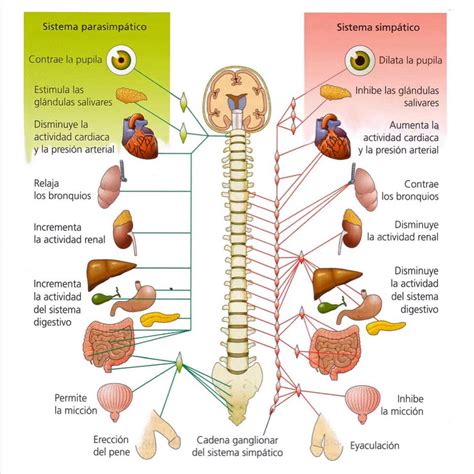 Anatomia Y Fisiologia Del Sistema Nervioso Autonomo Anatomía Y