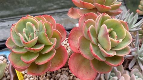 에스메랄다가 진한색감으로 이뻐졌어요 합식한 연봉도 피멍으로 들고 스텔라는 여전히 포스짱이네요 ㅎ ~~~~~~💕 Youtube