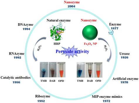 The History Of Nanozyme In Enzyme Mimics And The Evidence Of Fe3o4 Np