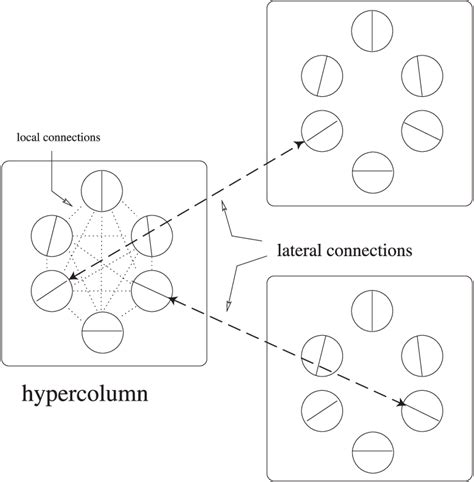 Illustration Of Isotropic Local And Anisotropic Lateral Connection