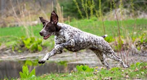 German Shorthaired Pointer Lifespan How Long Do Gsp Live