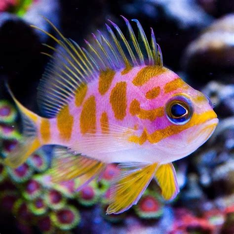 Borbonius Anthiasblotched Anthias👏👏 By Worldwidecorals Tropical