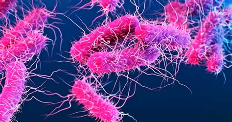 The Dynamics And Natural History Of Diseases Immersion Concepts