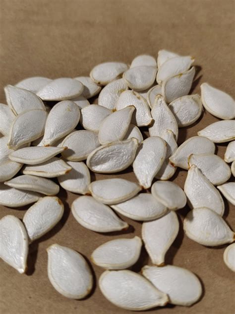 Flat White Boer Pumpkin Cucurbita Maxima Local Seeds