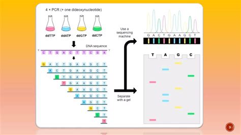 Dna Sequencing Methods And Strategies For Genome Sequencing Pptx