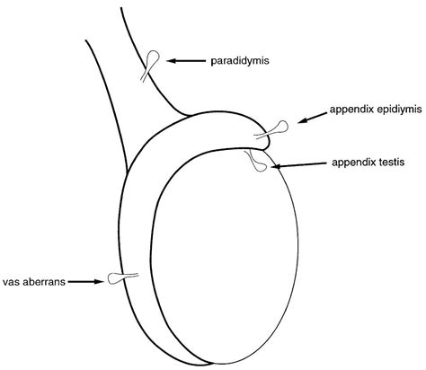 Pdf Ultrasound Appearances Of The Testicular Appendages Pictorial Review