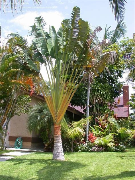 How To Trim A Palm Tree Trunk Janette Grove