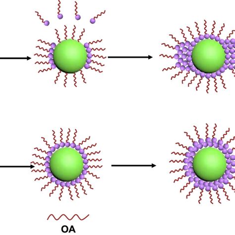 schematic diagrams of shape controlling of core shell ucnps using oa