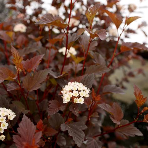 Proven Winners® Color Choice® Summer Wine® Ninebark Shopic