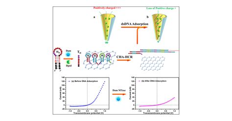 Ultrasensitive And Label Free Detection Of Multiple Dna Methyltransferases By Asymmetric