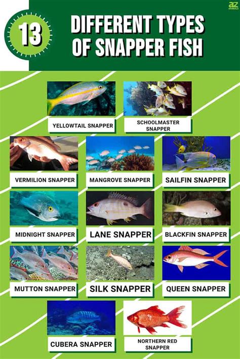 13 Different Types Of Snapper Fish Ranked By Size A Z Animals
