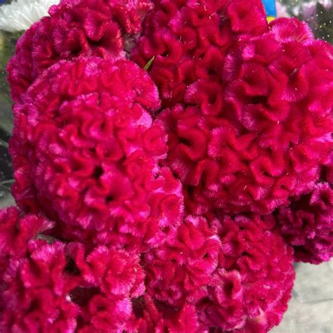 Celosia Cristata Brain The Flower Express