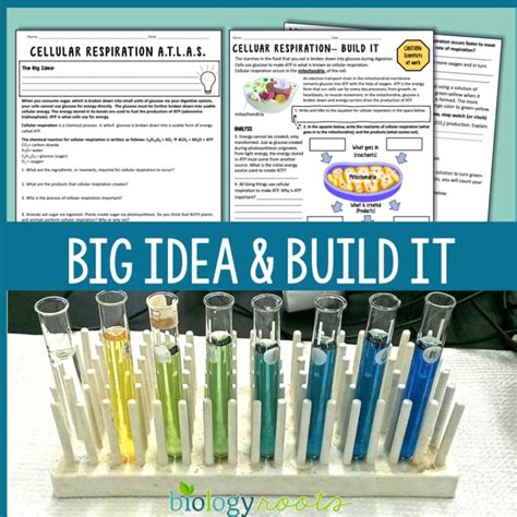 Cellular Respiration Inquiry Lessons Labs Models Ngss By Biology Roots