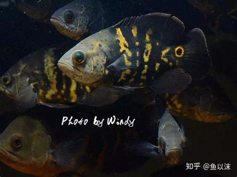 很多市面上不常见到的地图鱼！了解一下？ 知乎