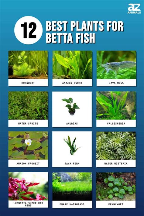 Transform Your Betta Tank With Stunning Aquascaping Plants