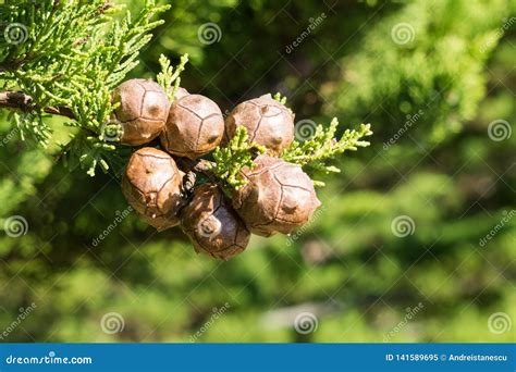 Close Up Of Monterey Cypress Trees Cupressus Macrocarpa Cones