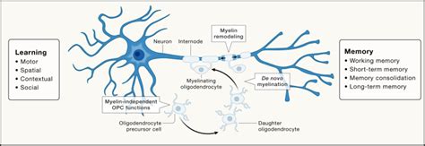 Not Just Neurons The Diverse Cellular Landscape Of Learning And Memory