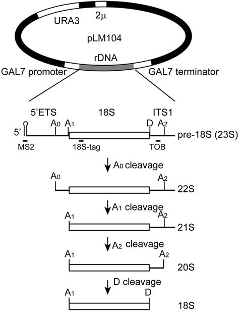 Construct And Processing Pathway Of Pre 18s Rna The Pre 18s Rna Download Scientific Diagram