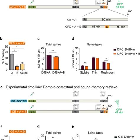 Two Theories Of Time Dependent Memory Reorganization A The Standard Download Scientific