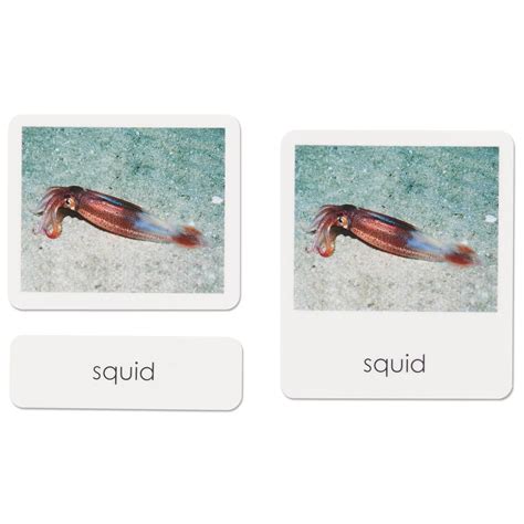 Invertebrates Classification Starter Set Montessori Services