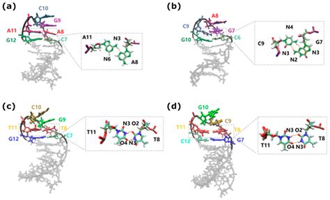 Structural And Dynamical Properties Of Nucleic Acid Hairpins Implicated