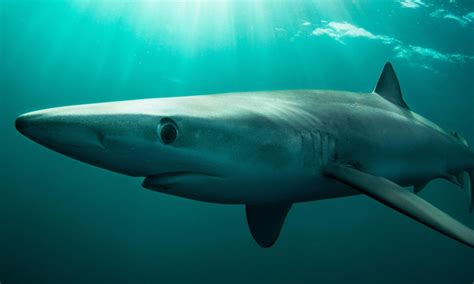 An Intersex Shark Discovered Near Taiwan First Of Its Species With Male Female Genitals