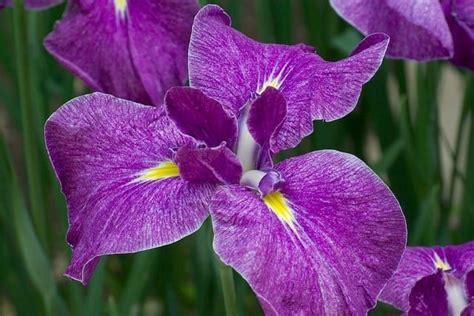 Multi Class Classification Tutorial With The Keras Deep Learning Library … Amit Roy